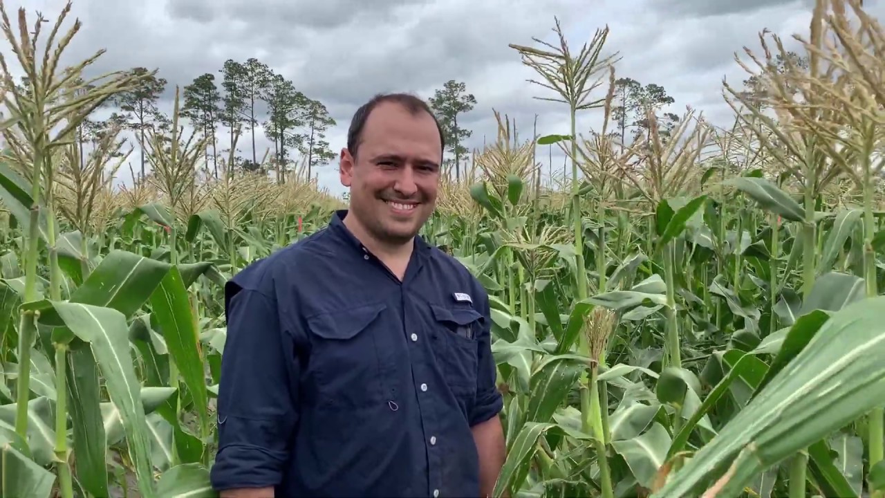 UF Sweet Corn Breeder 5 18 20 - YouTube