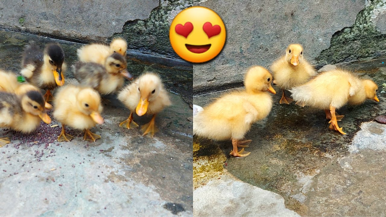 Duck Chicks Baby ||Duck Kids with Hen - YouTube