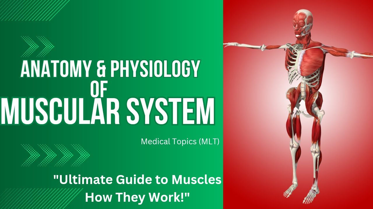 MUSCULAR SYSTEM | Anatomy & physiology - YouTube