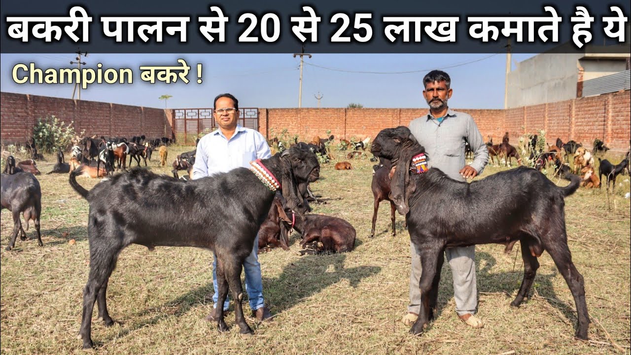 बिना खर्च के कैसे कर रहें हैं सफल Goat Farming | Champion Goats ...
