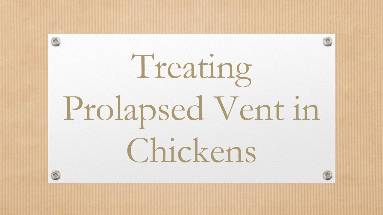 Treating Prolapsed Vent in Chickens - YouTube