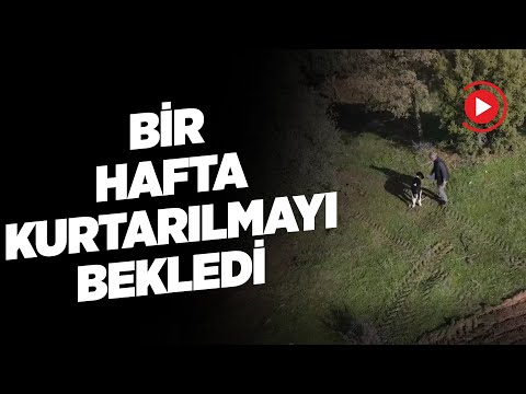 🐄 MAHSUR KALDIĞI ORMANDA DOĞUM YAPAN İNEK VE BUZAĞISI 4 SAATLİK OPERASYONLA KURTARILDI