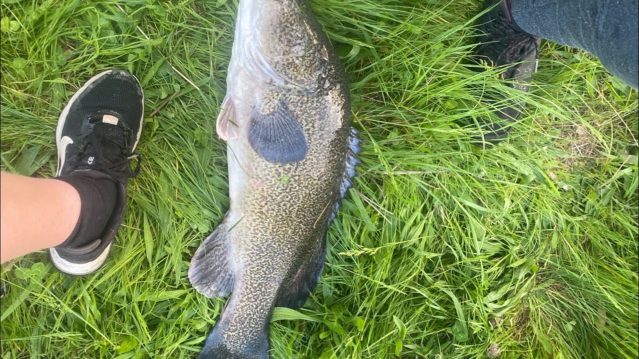 great Murray Cod fishing with lures and bait - YouTube