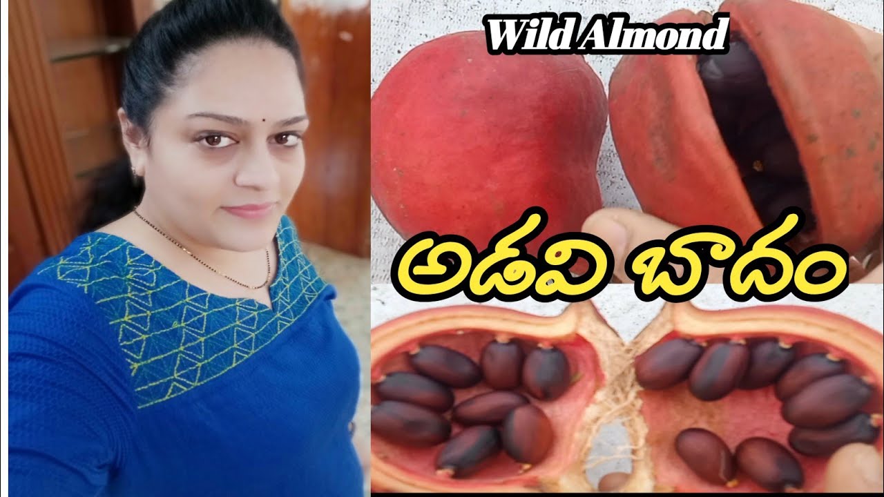 Adavi badam||Forest almond||unique friut||wild almond|| - YouTube