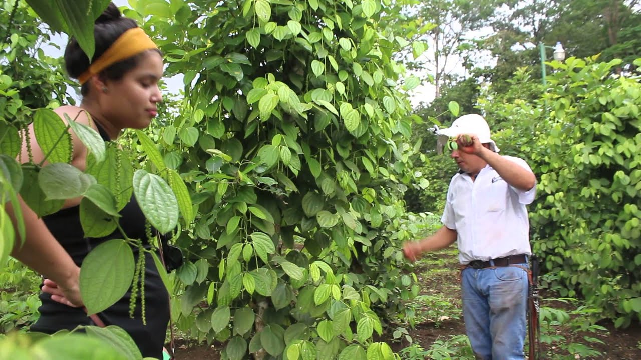 Pepper Pepper Pepper, on the farm, Costa Rica - YouTube