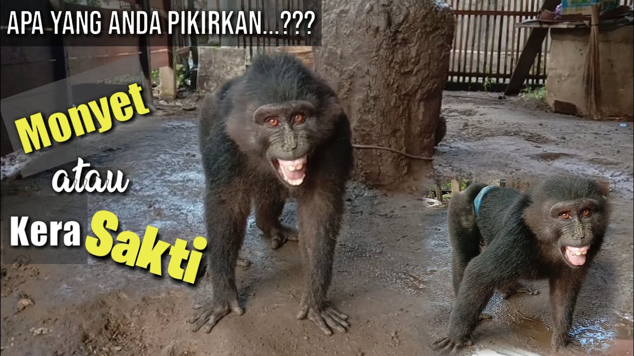 Magic monkey or monkey // Jenis Monyet apa Kera...??? - YouTube