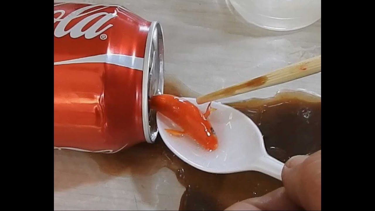 goldfish in coca cola by gerardo chierchia - YouTube