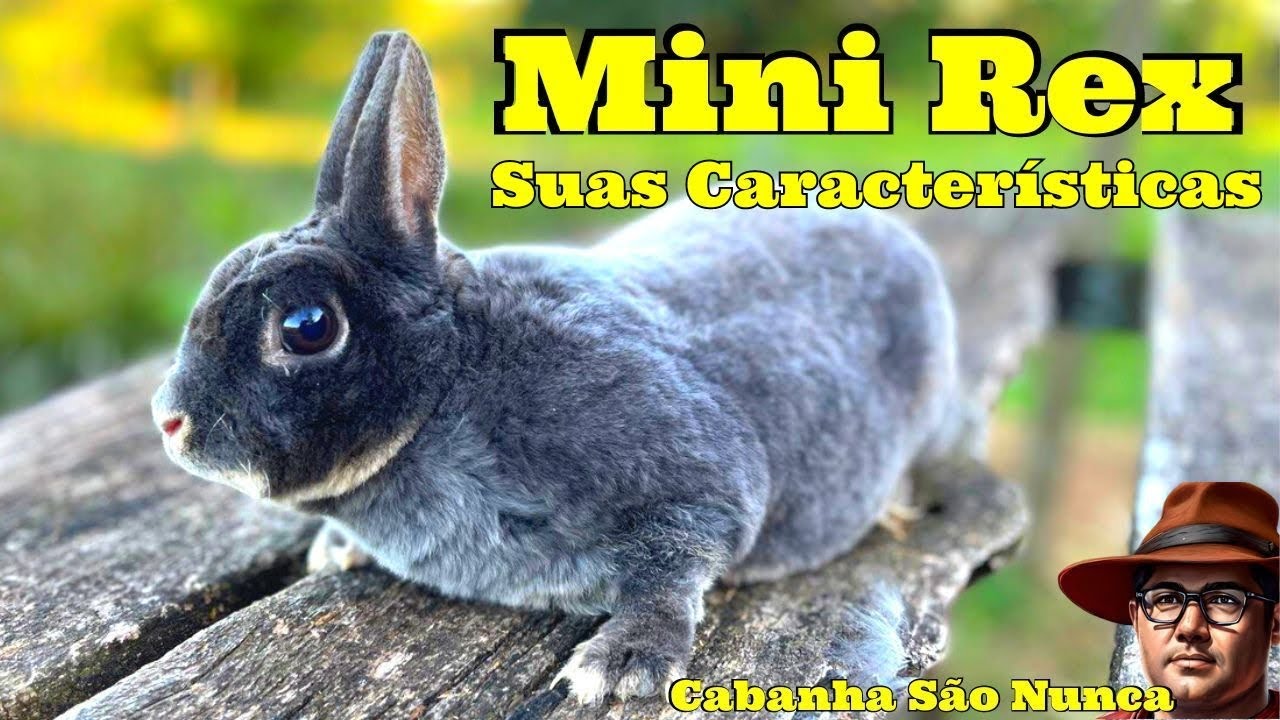 Coelho Mini Rex - YouTube