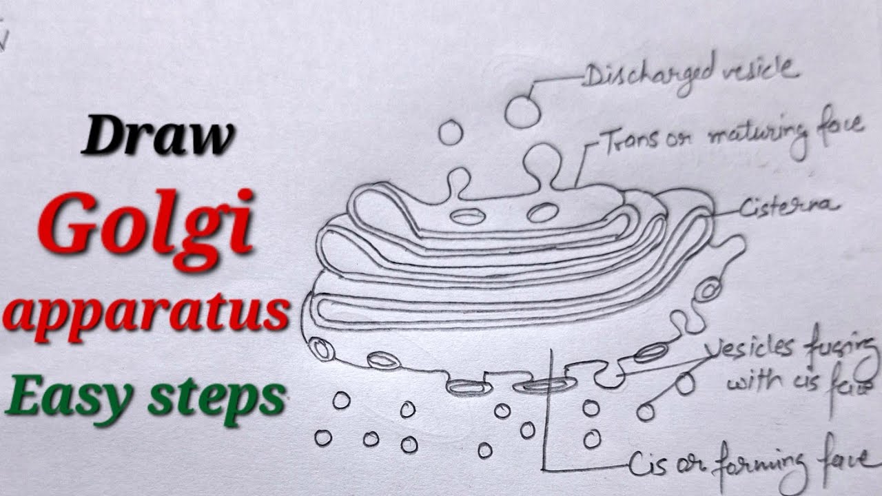 Golgi apparatus drawing easy, Draw golgi apparatus diagram easy, How to ...