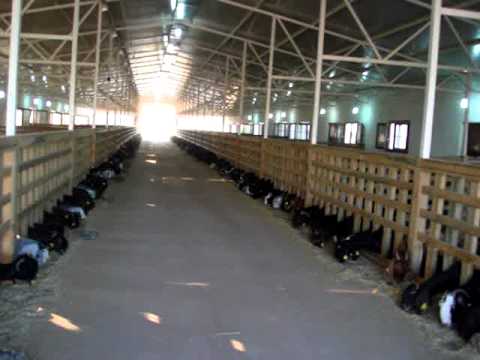 halep keçisi yetiştiriciliği,halep keçisi çiftliği