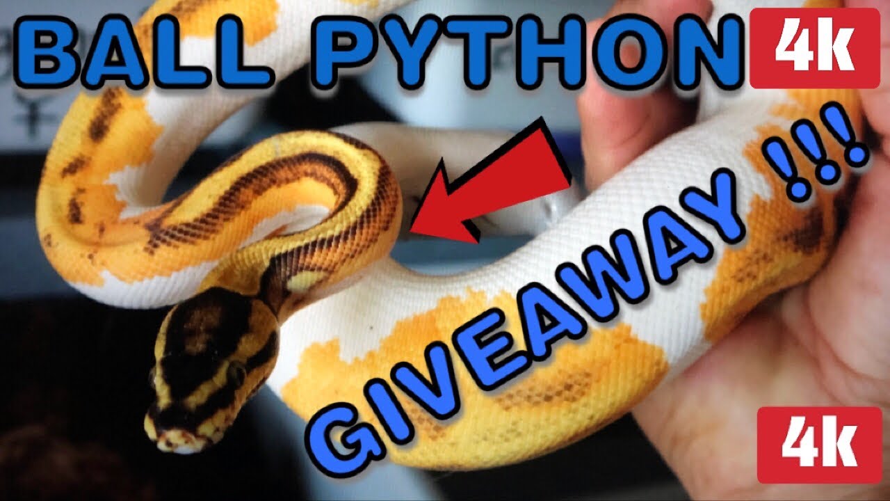 BALL PYTHON "GIVEAWAY" AND HATCHLING UPDATE - YouTube