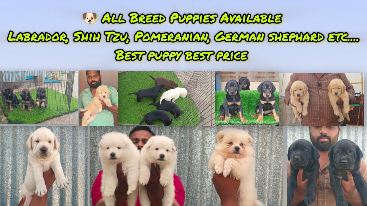 🐶 Lab, Shih Tzu, Pomernian, german shephard, golden retriever🐾 | Cute ...
