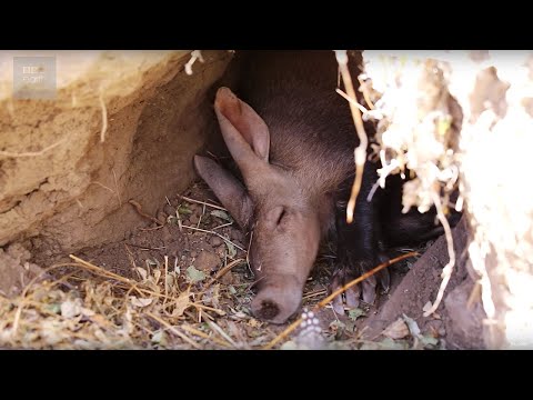 Cute Aardvark Snuffles In His Sleep | The Travel Edit
