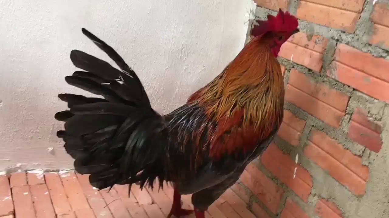 Top7 Best Rooster at Vietnam - Ckiken Gamefowl ...