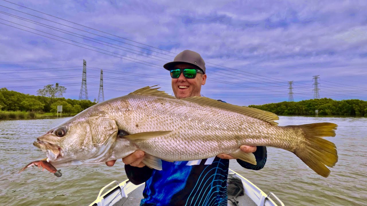 Chasing Jewfish in the River-using the Baitjunkie Prawn - YouTube