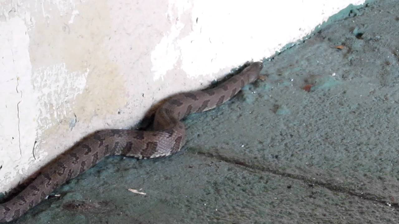 Majá vivo !!! Snake ahead !!! - YouTube