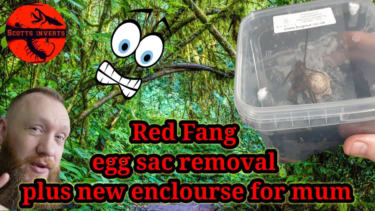 Red Fang wandering spider egg sac removal and rehouse - YouTube