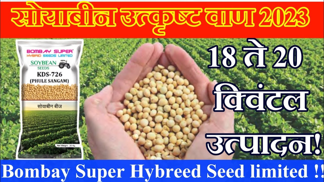 सोयाबीन उत्कृष्ट वाण 2023 I KDS 726 I एकरी 18ते20क्विंटल उत्पादन I Bombay seed KDS 726 - YouTube