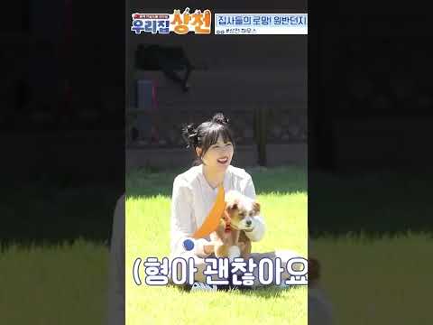 🐶: I have to protect my bro #boss_pet | KBS WORLD TV