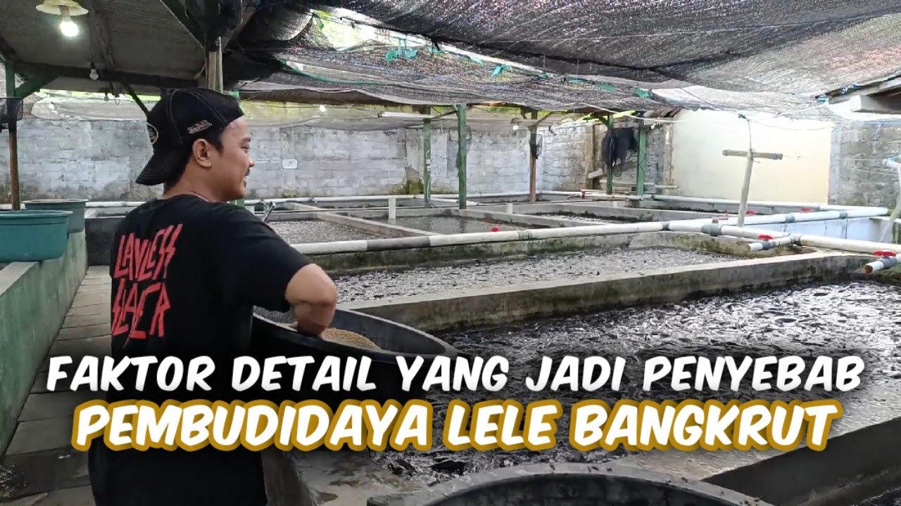 Banyak Pembudidaya Lele Bangkrut Karen Faktor Air & Kolam - YouTube