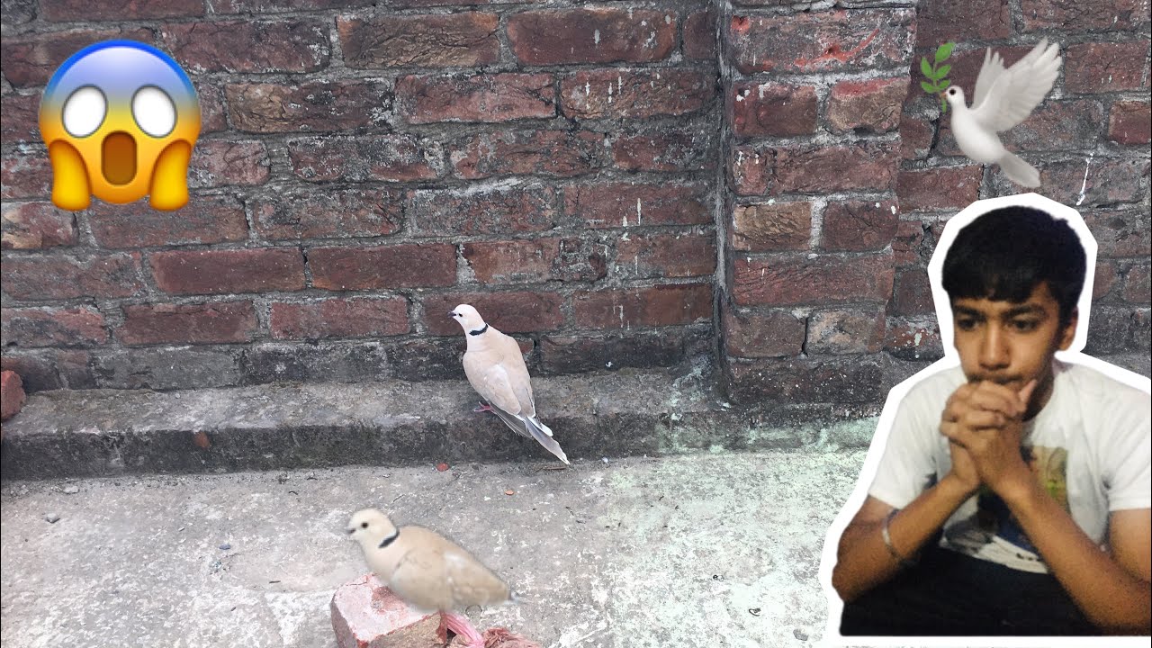 Khumray azad kar diyaa|| phir daikhay kiya huwa😱 - YouTube