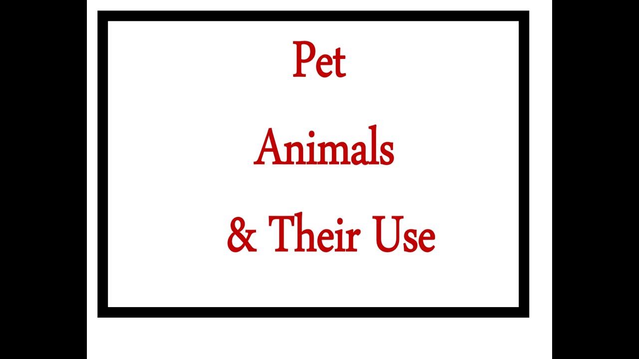 Pet Animals Their Use In Hindi learnwithbharatarora YouTube pet-animals-their-use-in-hindi-learnwithbharatarora-youtube