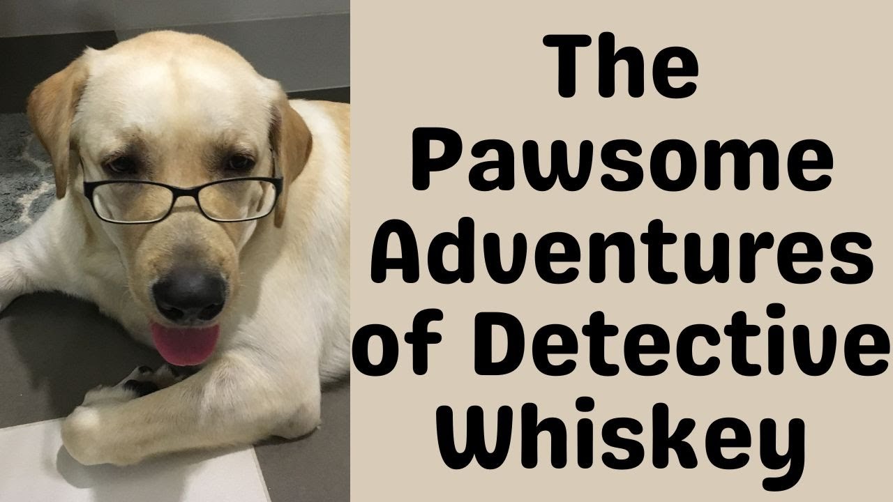 When a Labrador Finds Suspicious Neighbors: A Dog Detective’s Wild ...