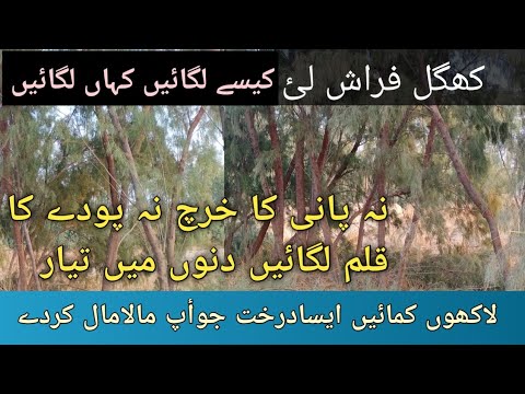 Tree farming in pakistan / Tree farming / Khagal farming / کھگل فرواں ...
