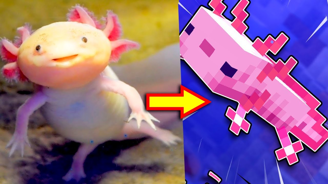 Novo mob do Minecraft 1.17: a Salamandra Axolote! - YouTube