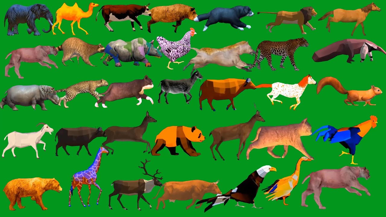 Line Running Animals Stampede Green Screen Best HD Green Screen Video ...
