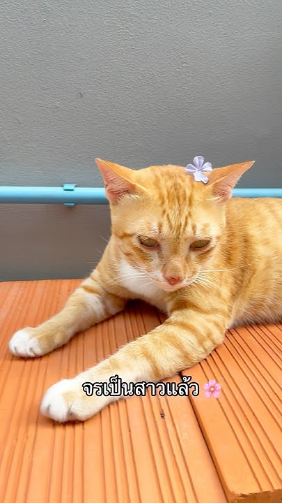 จรเป็นสาวแล้ว #จรไม่นอนกล่องลัง #แมวอ้วน #แมวส้ม #แมวจร #แมวน่ารัก #แมว ...