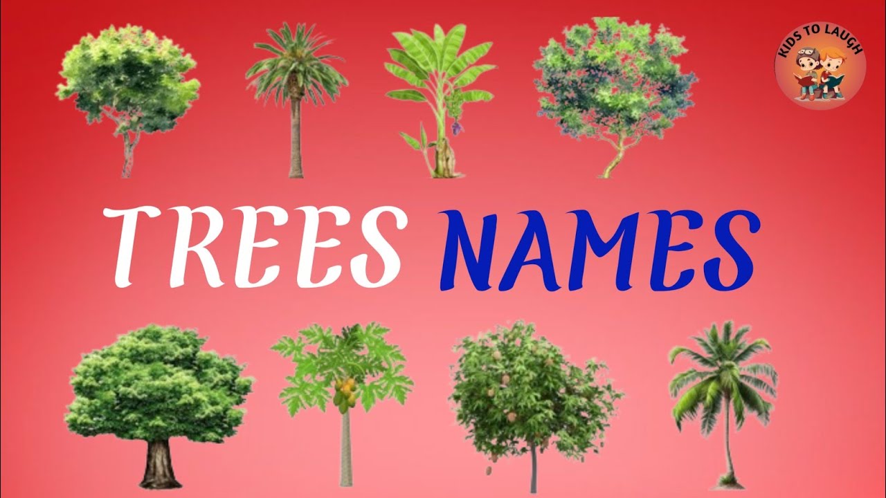 Trees Vocabulary ll Trees Name In English With Pictures #tree #103 ...