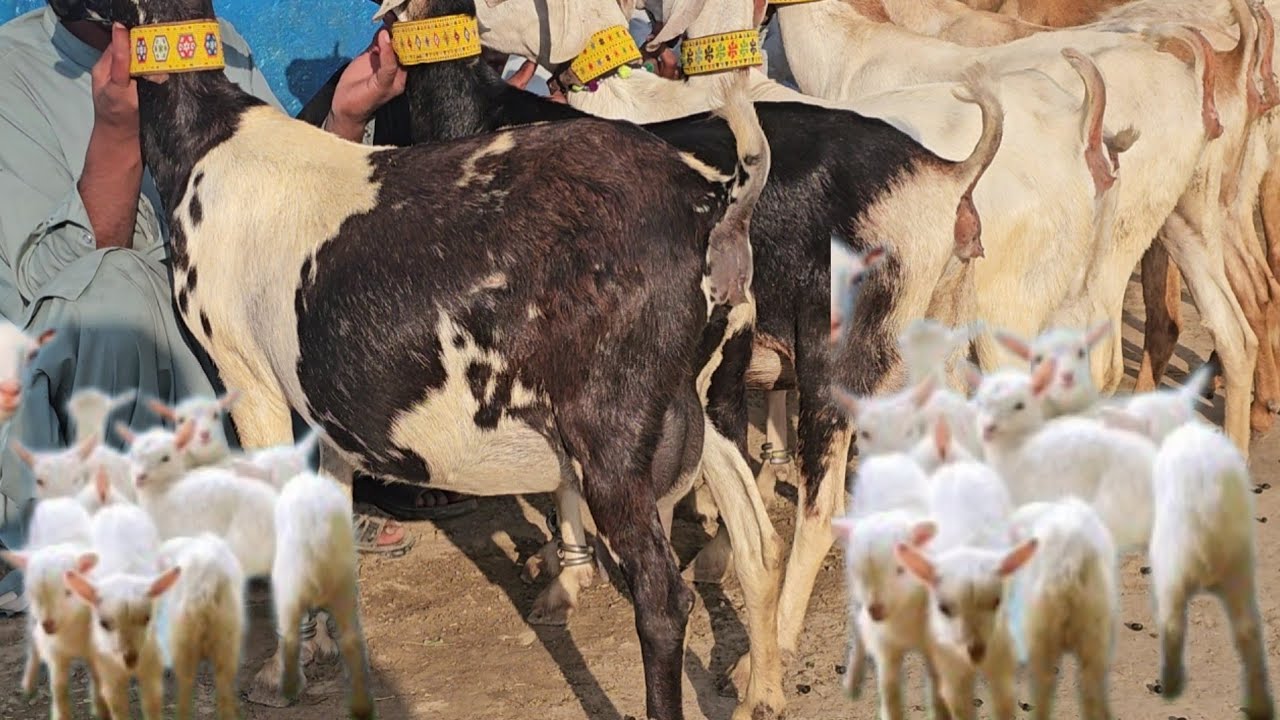 19 December 2024Deer cross goats with four young Pakistan's number one ...