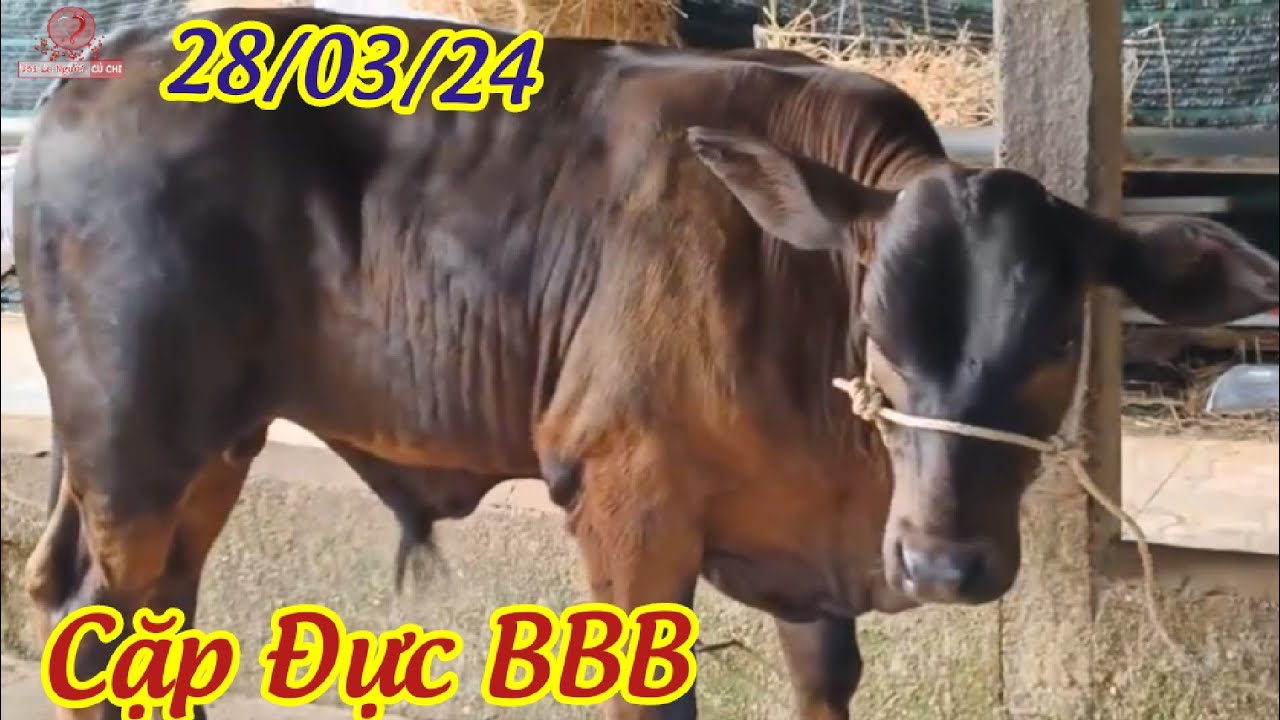 28/03/24 Báo Giá Cặp Đực BBB Pin Lực @ToiLaNguoiCuChii - YouTube