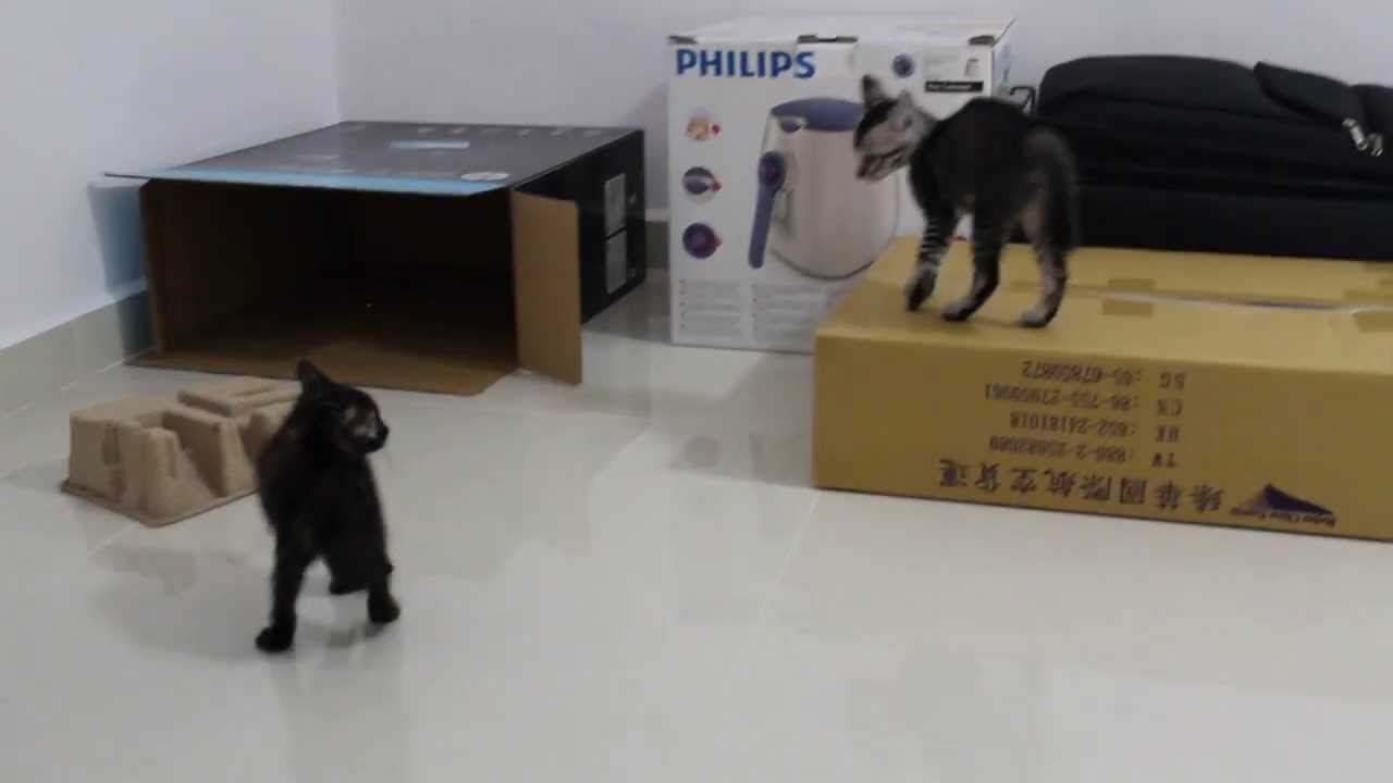 Kittens meeting each other for the first time - YouTube