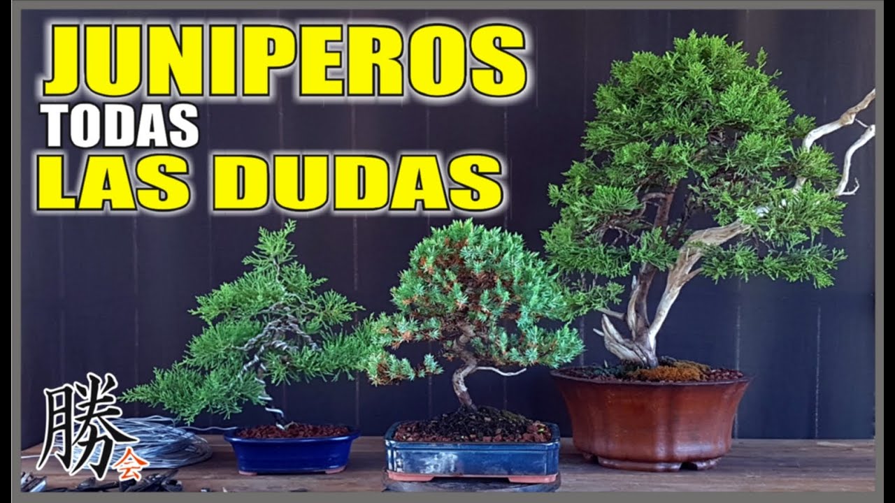 🔴CUIDADOS Y DUDAS SOBRE JUNIPERO TENERLOS con ÉXITO!!!!!👈 UNA ESPECIE ...