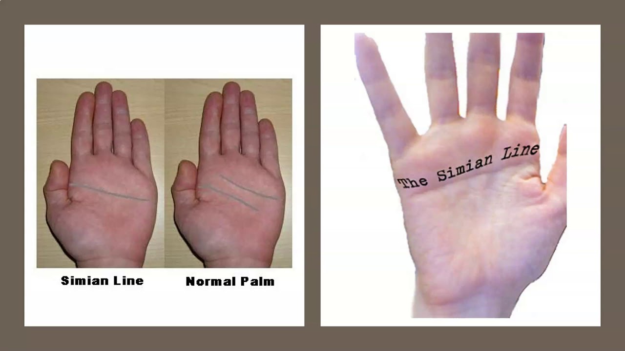 LINES OF THE PALM MAJOR LINES V.2 - YouTube