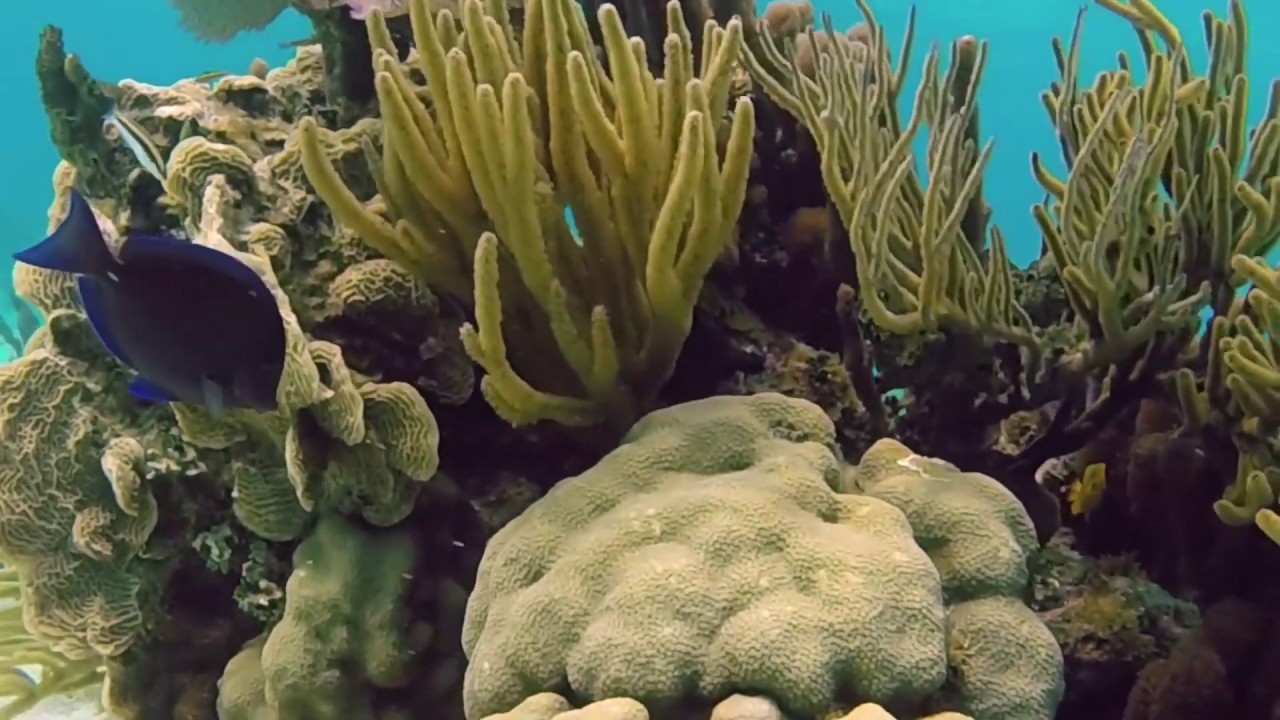 Healthy Coral Reefs in Grand Anse Bay, Grenada - YouTube