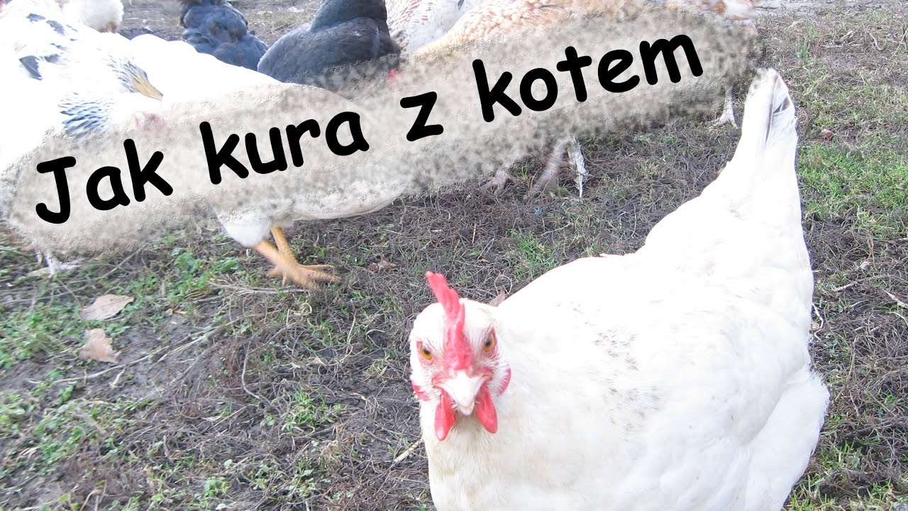 Koko Life - Jak kura z kotem - YouTube