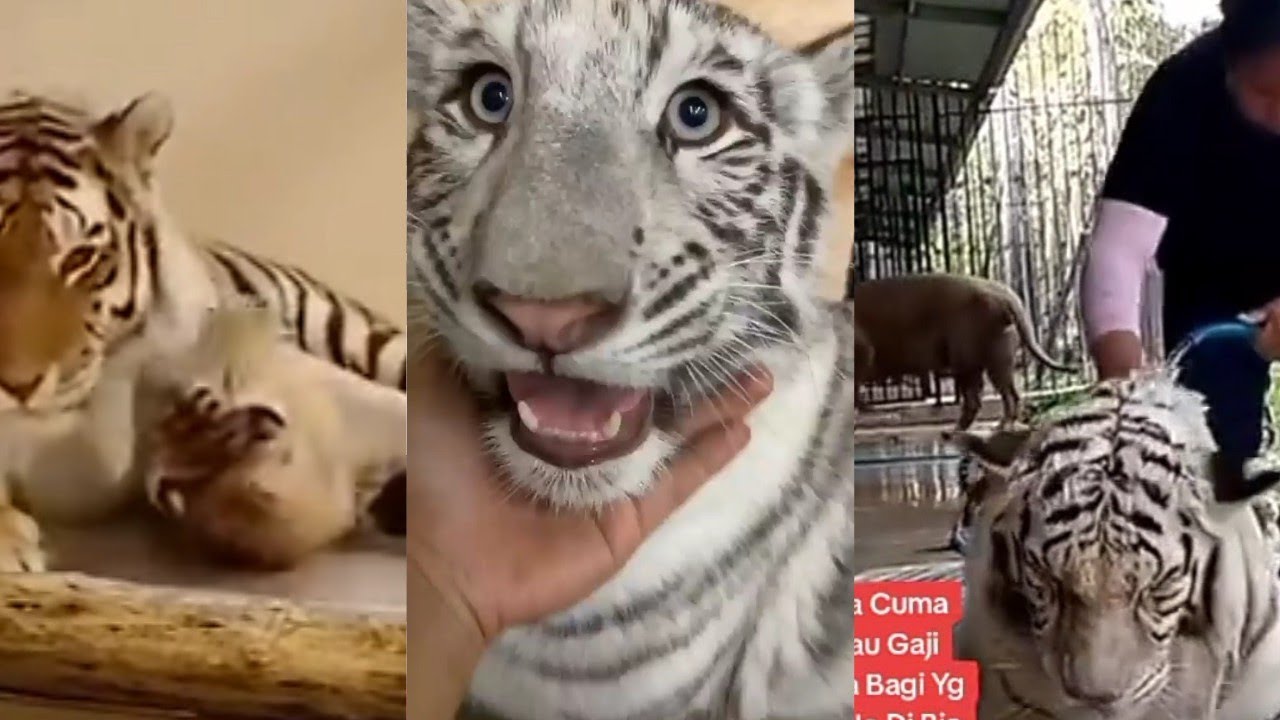 Play With Baby Tiger Dan Memandikan Mama Tiger | Heppy Mama dan Baby ...