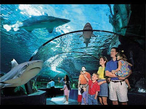 The Aquarium in Chester Zoo - YouTube