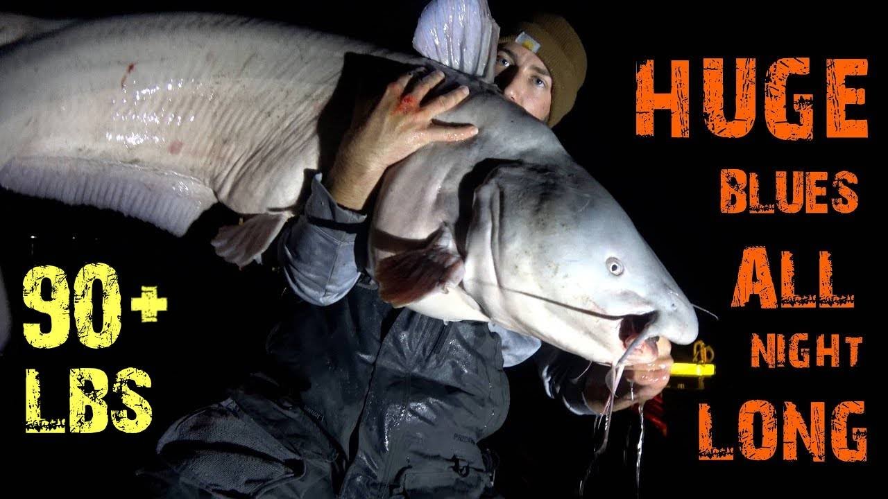 Huge (90+ LB) Blue Cat in the Boat | One of My Best Night Fishing Trips ...
