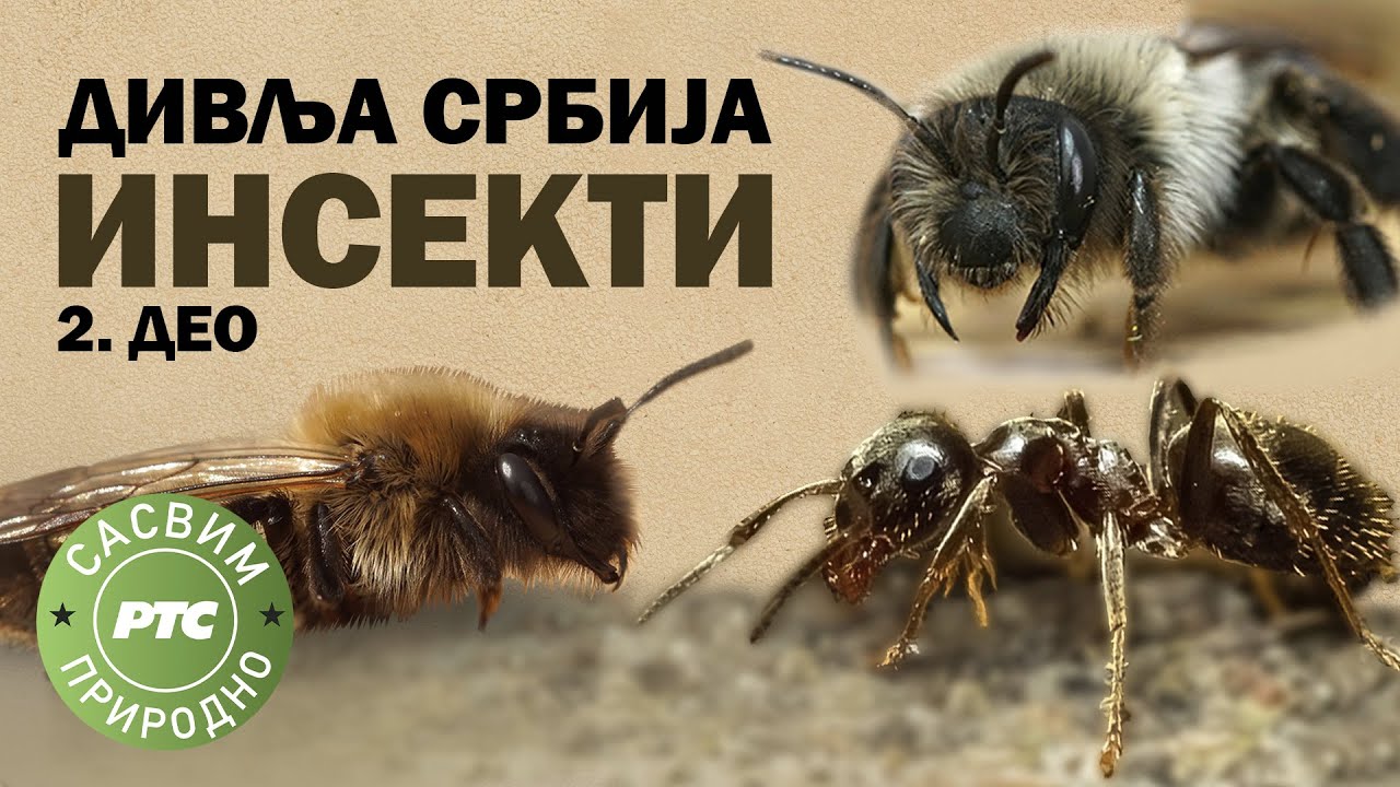 Sasvim prirodno: Divlja Srbija, drugi deo (Jovan Memedović) - YouTube
