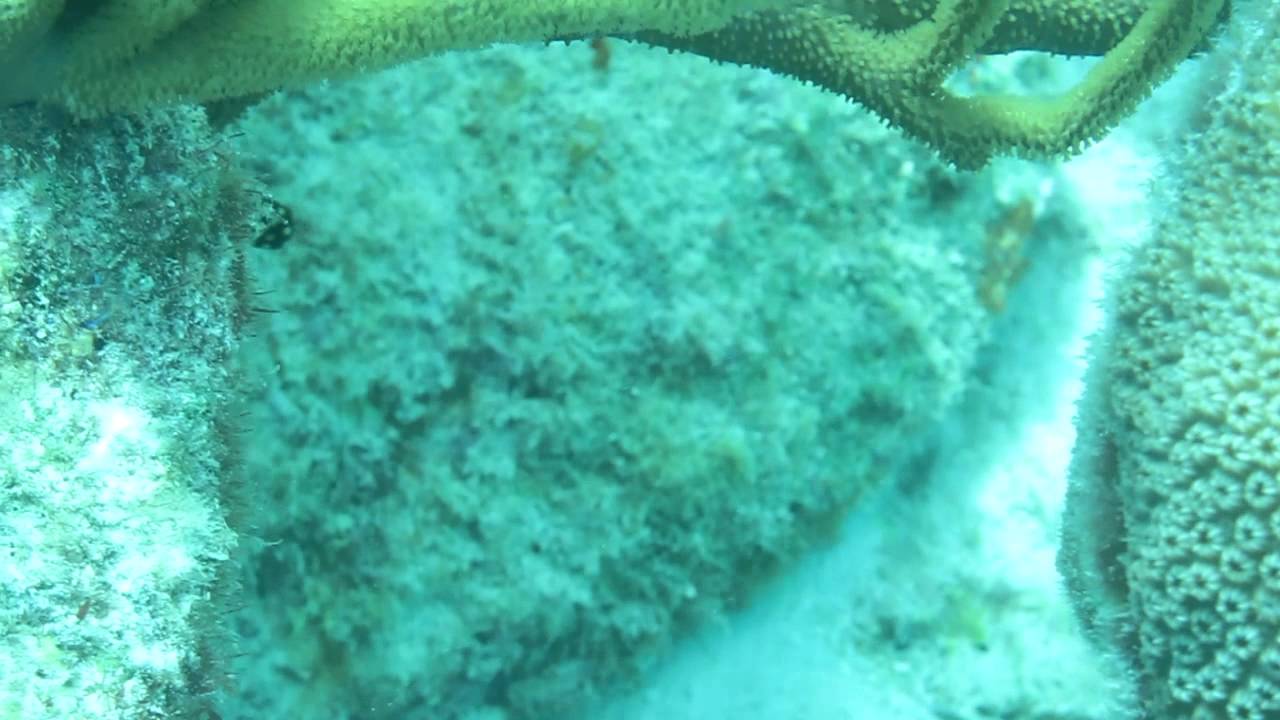 Baby Trunkfish - YouTube