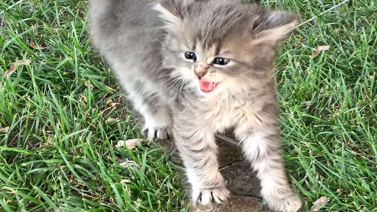 The most dangerous kitten scared all dogs - YouTube