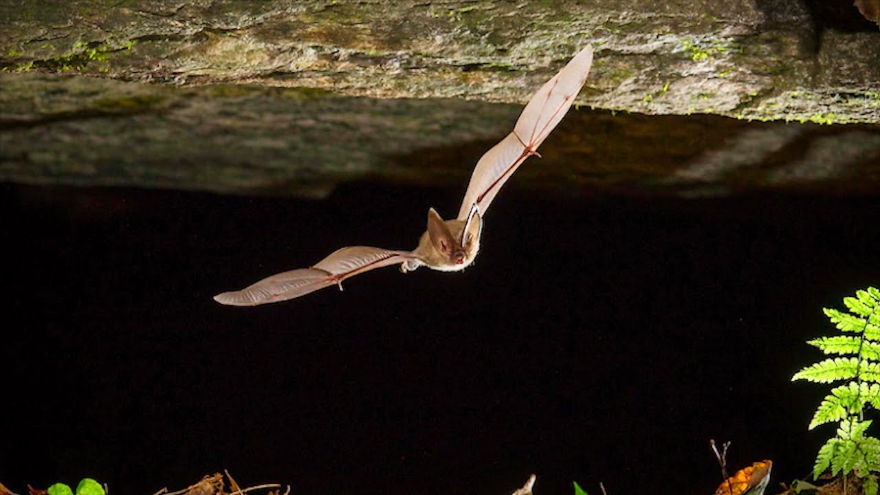 Saving the Virginia Big-Eared Bat - YouTube
