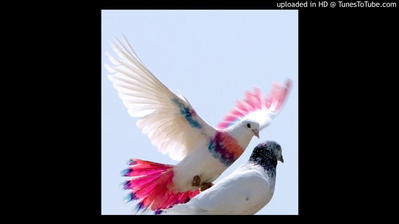 *333* DK9, EL VIRTUAL - PALOMA DE COLOR (PROD. AZAN BLUES) *SHINE TRASH ...