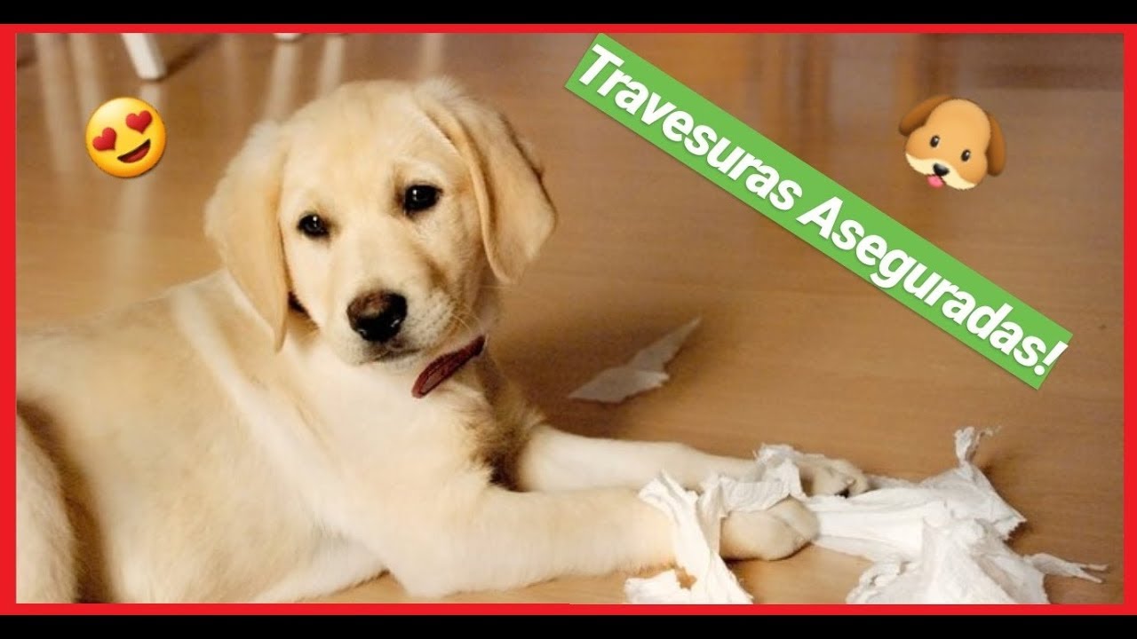Top 10 PERROS CHISTOSOS, TIERNOS Y GRACIOSOS 😂 | 2019/2020 - YouTube