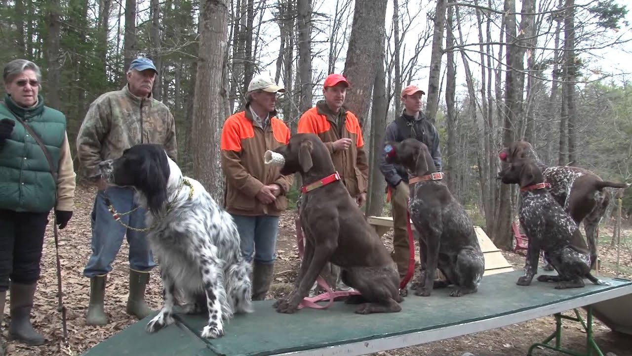 The Versatile Hunting Dog with Jason Carter Part 2 - YouTube