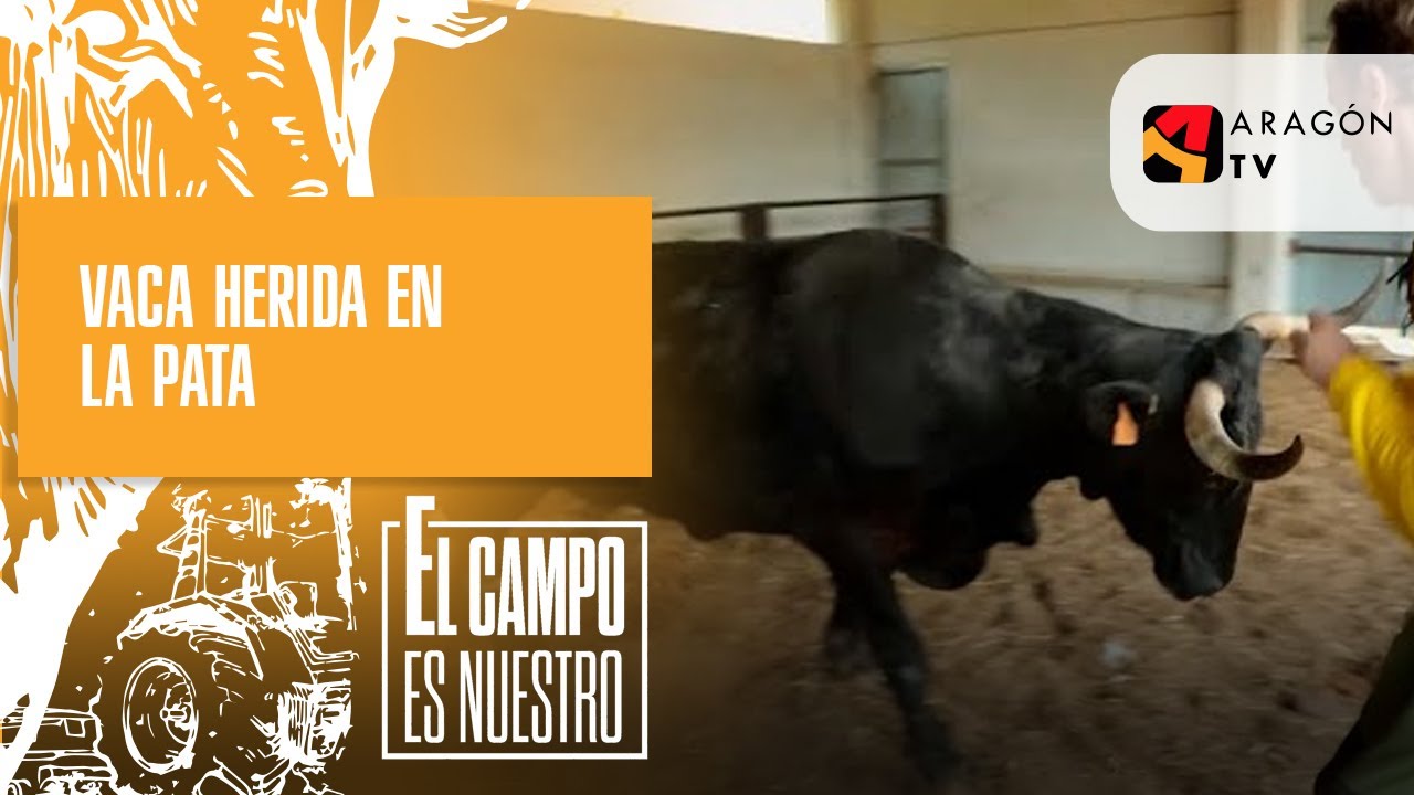 Vaca herida en la pata - YouTube